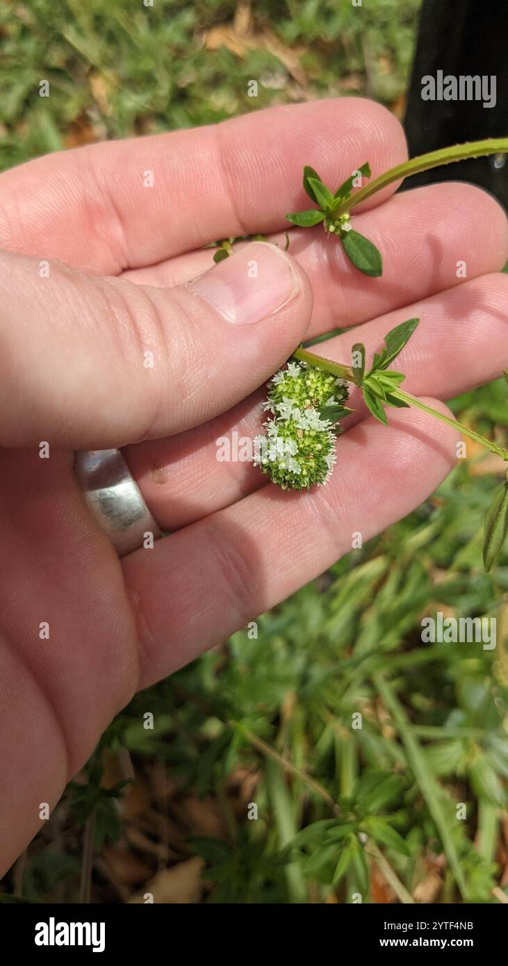 Shrubby false buttonweed spermacoce verticillata hi-res stock ...