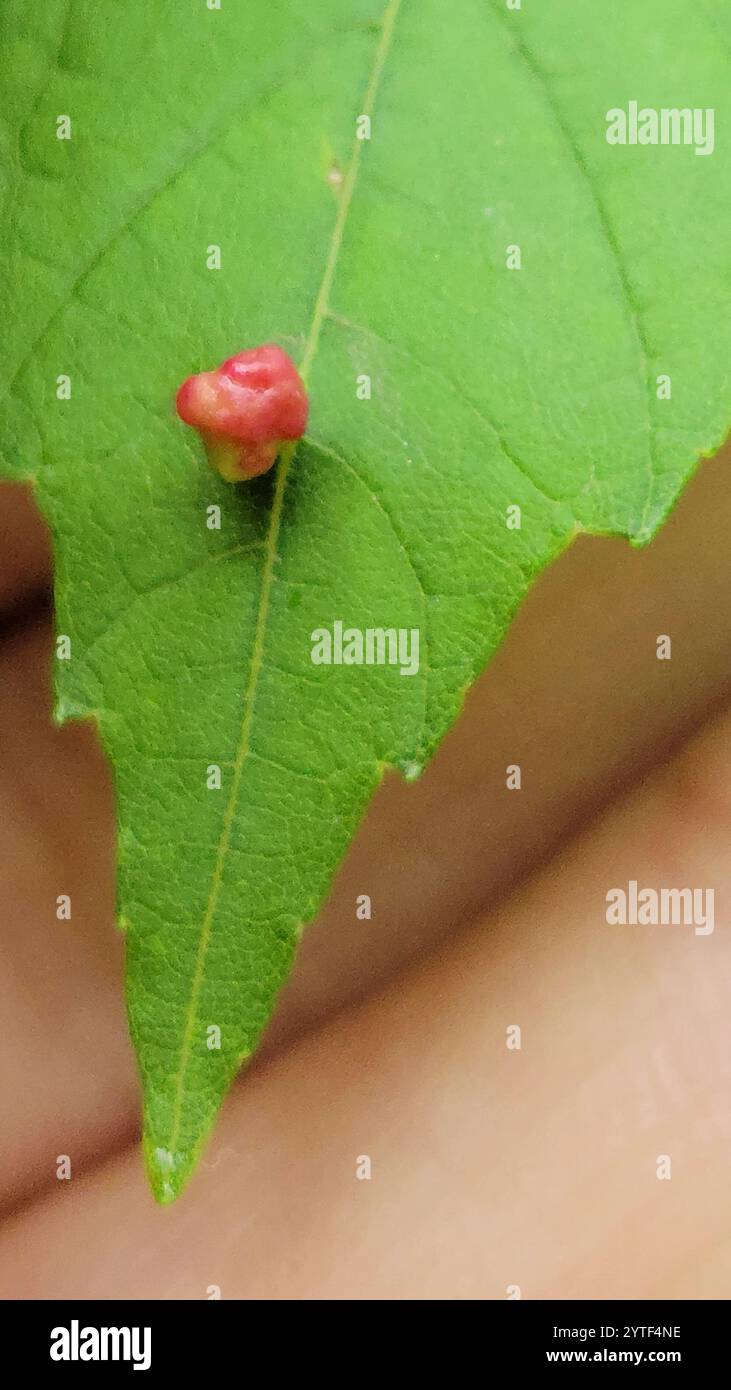 Maple Bladdergall Mite (Vasates quadripedes Stock Photo - Alamy