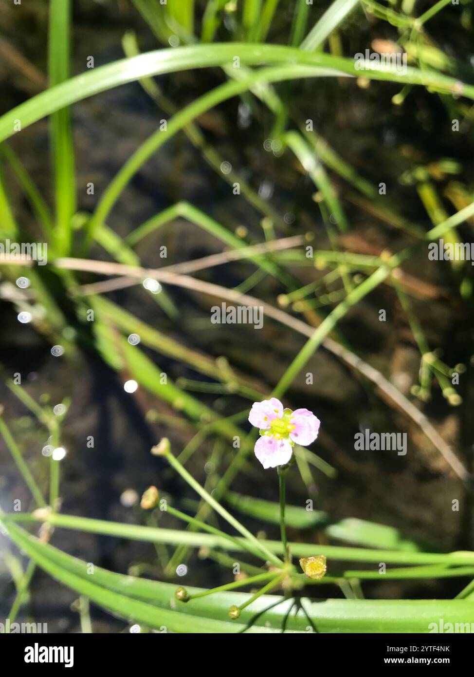 northern water-plantain (Alisma triviale Stock Photo - Alamy