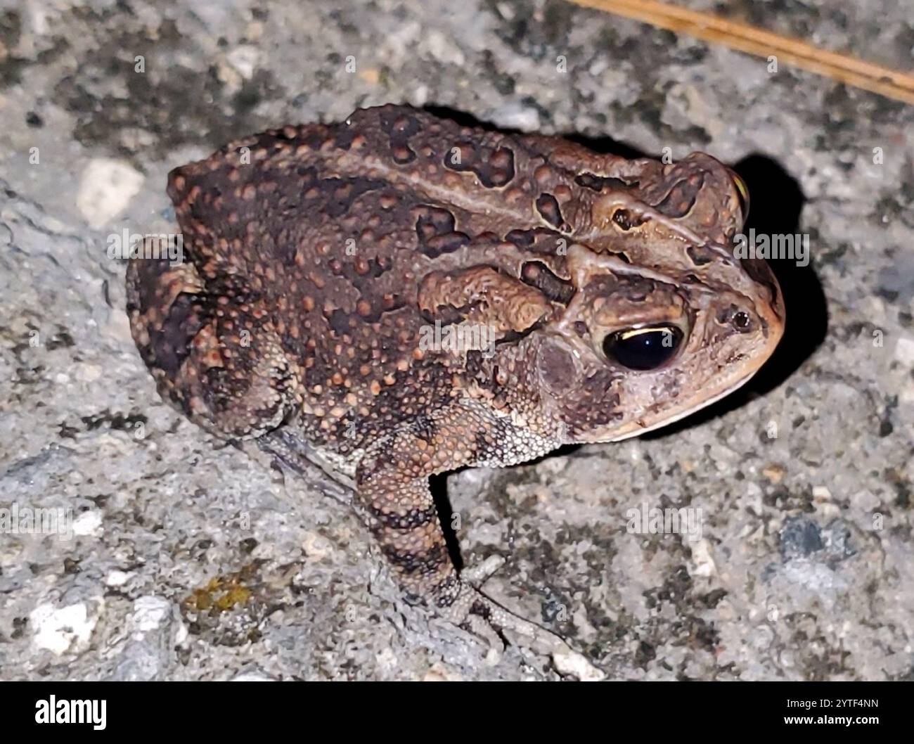 Southern Toad (Anaxyrus terrestris Stock Photo - Alamy