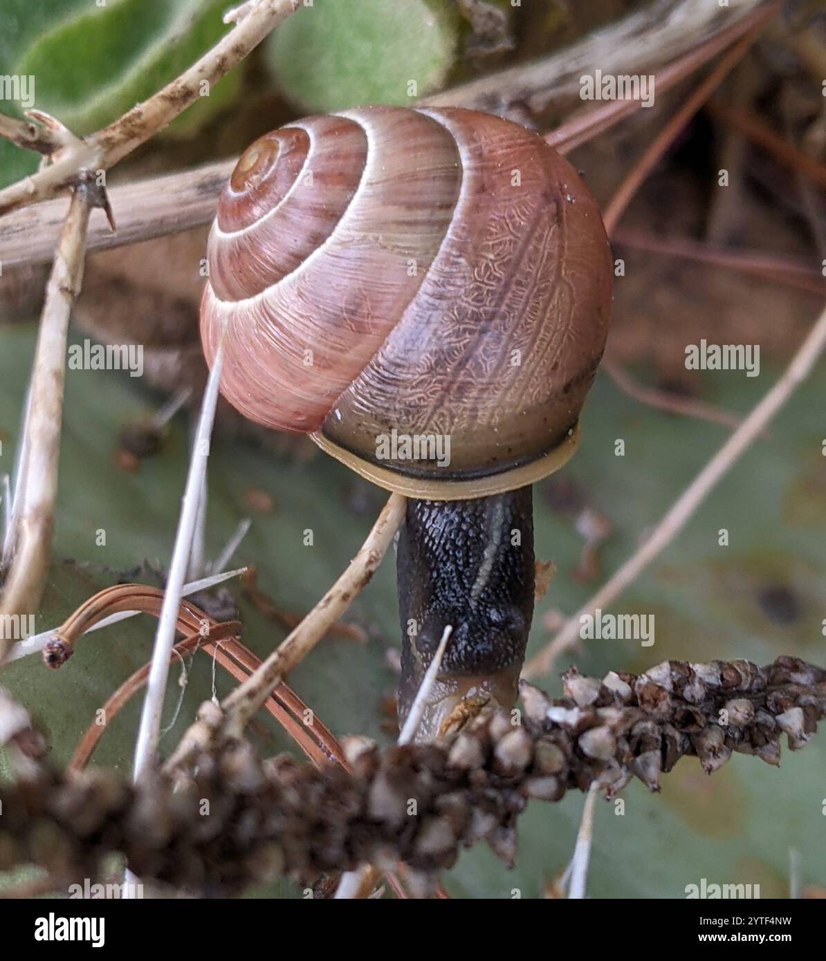 Brown-lipped Snail (Cepaea nemoralis Stock Photo - Alamy
