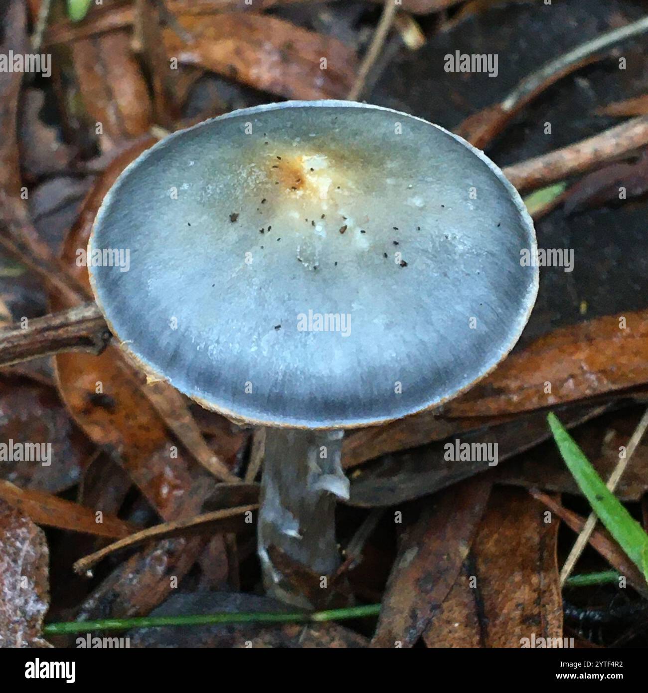 elegant blue webcap (Cortinarius rotundisporus Stock Photo - Alamy
