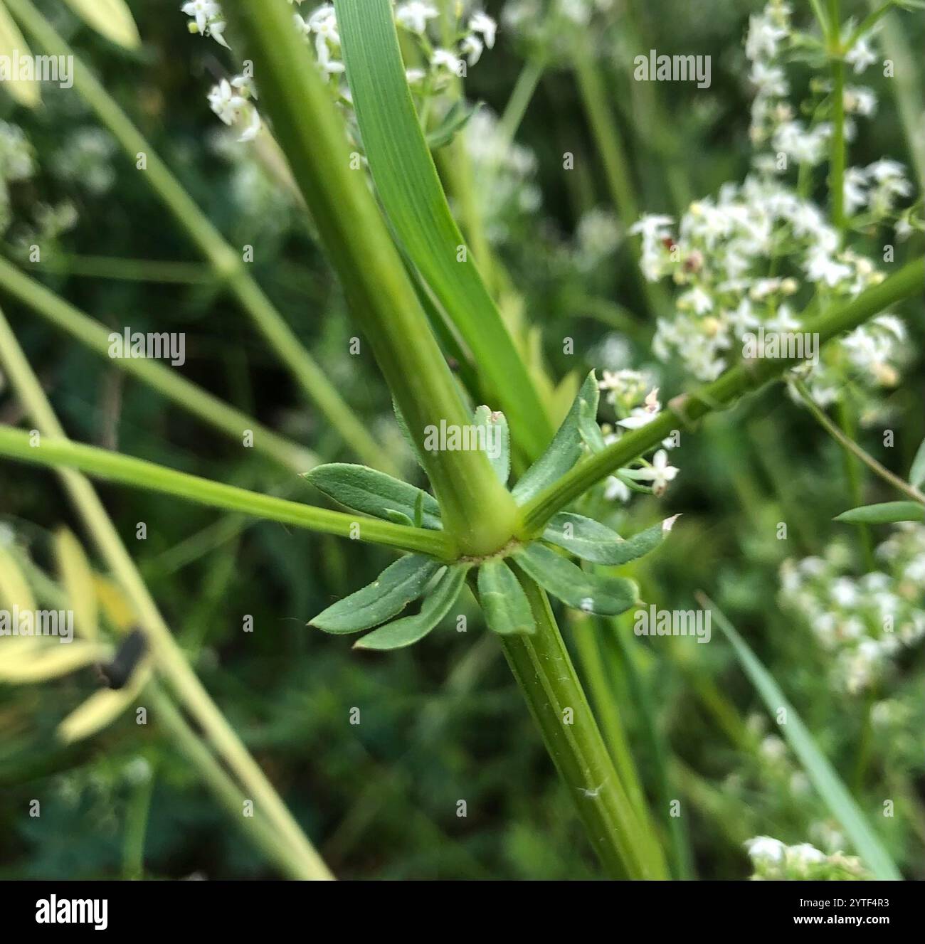 (Galium album album Stock Photo - Alamy