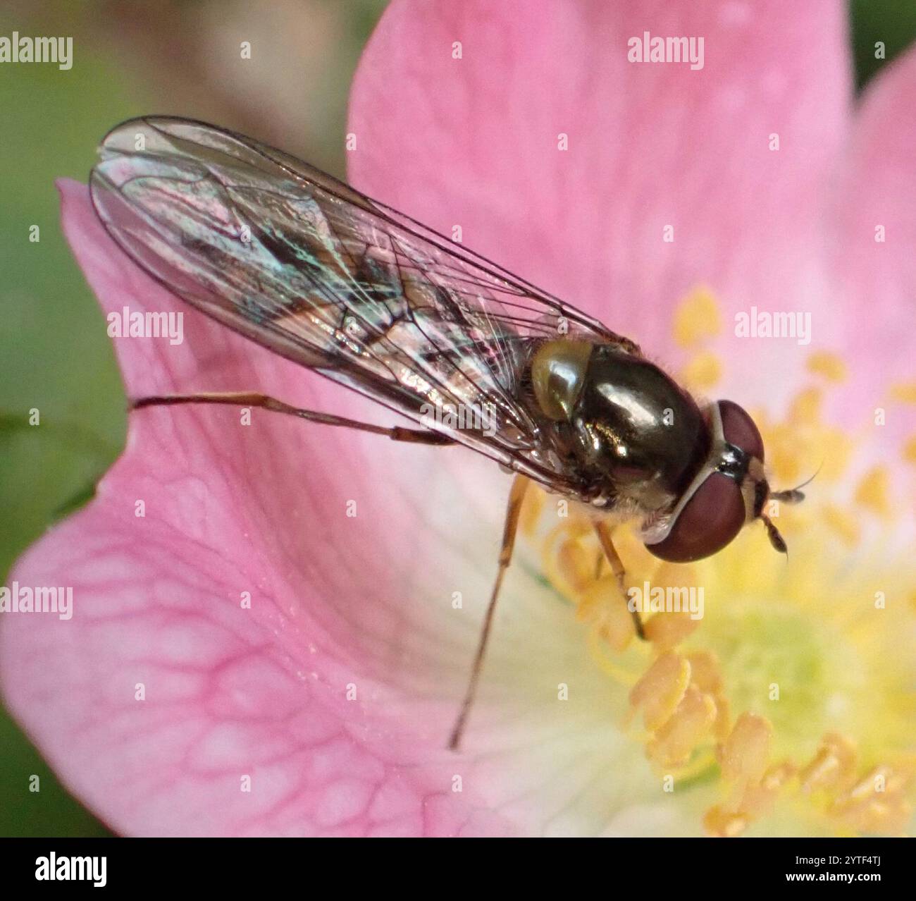 Meliscaeva hi-res stock photography and images - Alamy