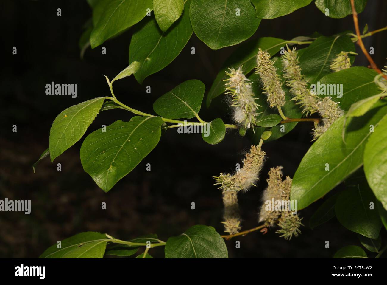 goat willow (Salix caprea Stock Photo - Alamy