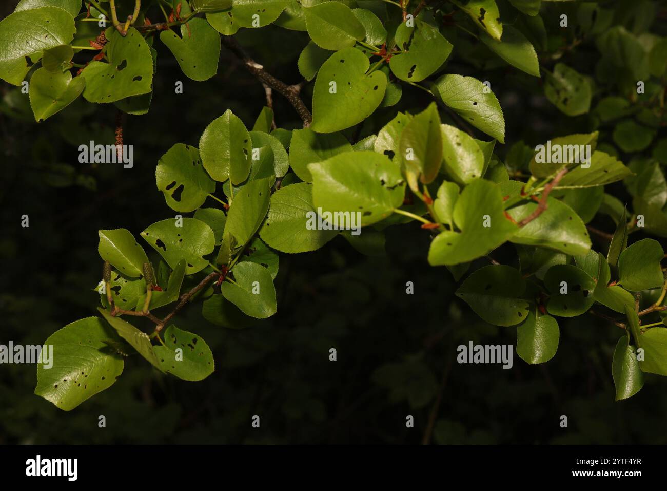 Italian alder (Alnus cordata Stock Photo - Alamy