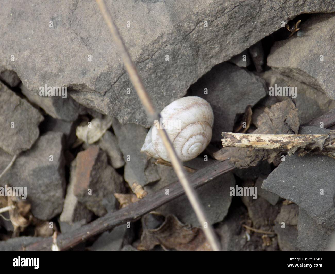 Common Land Snails and Slugs (Stylommatophora Stock Photo - Alamy