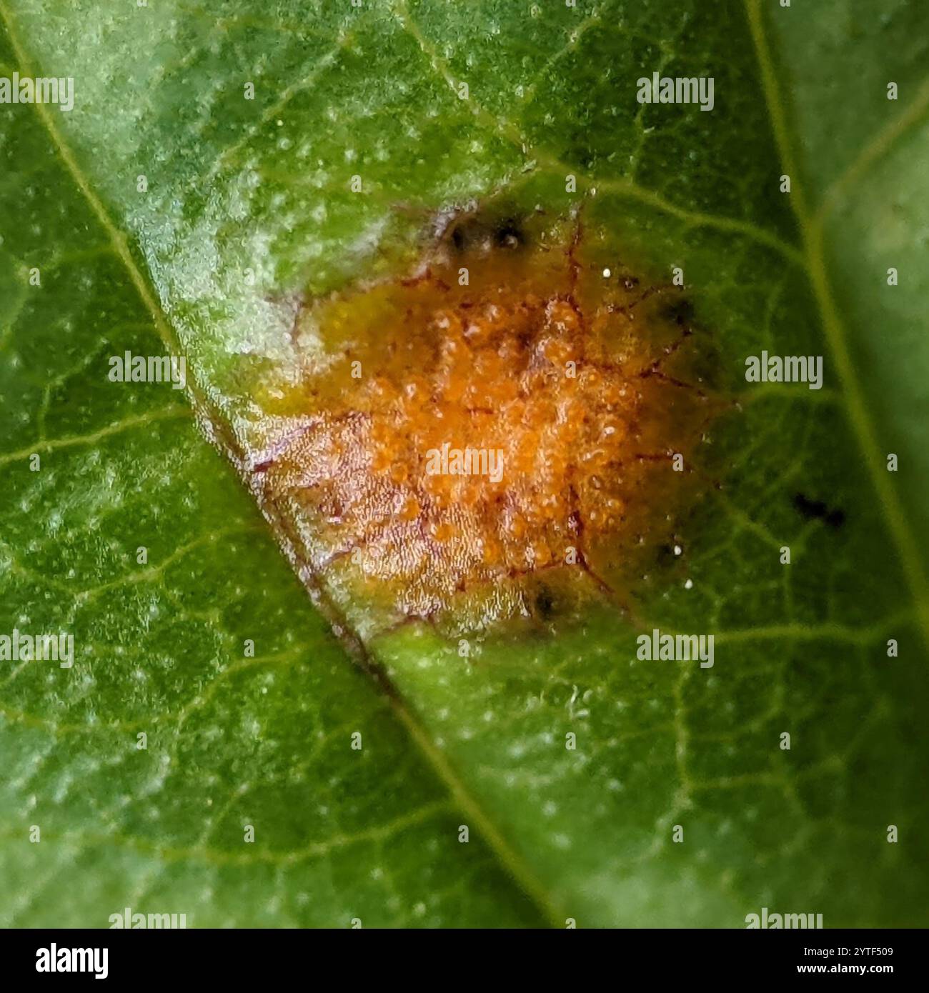 Crown Rust (Puccinia coronata Stock Photo - Alamy