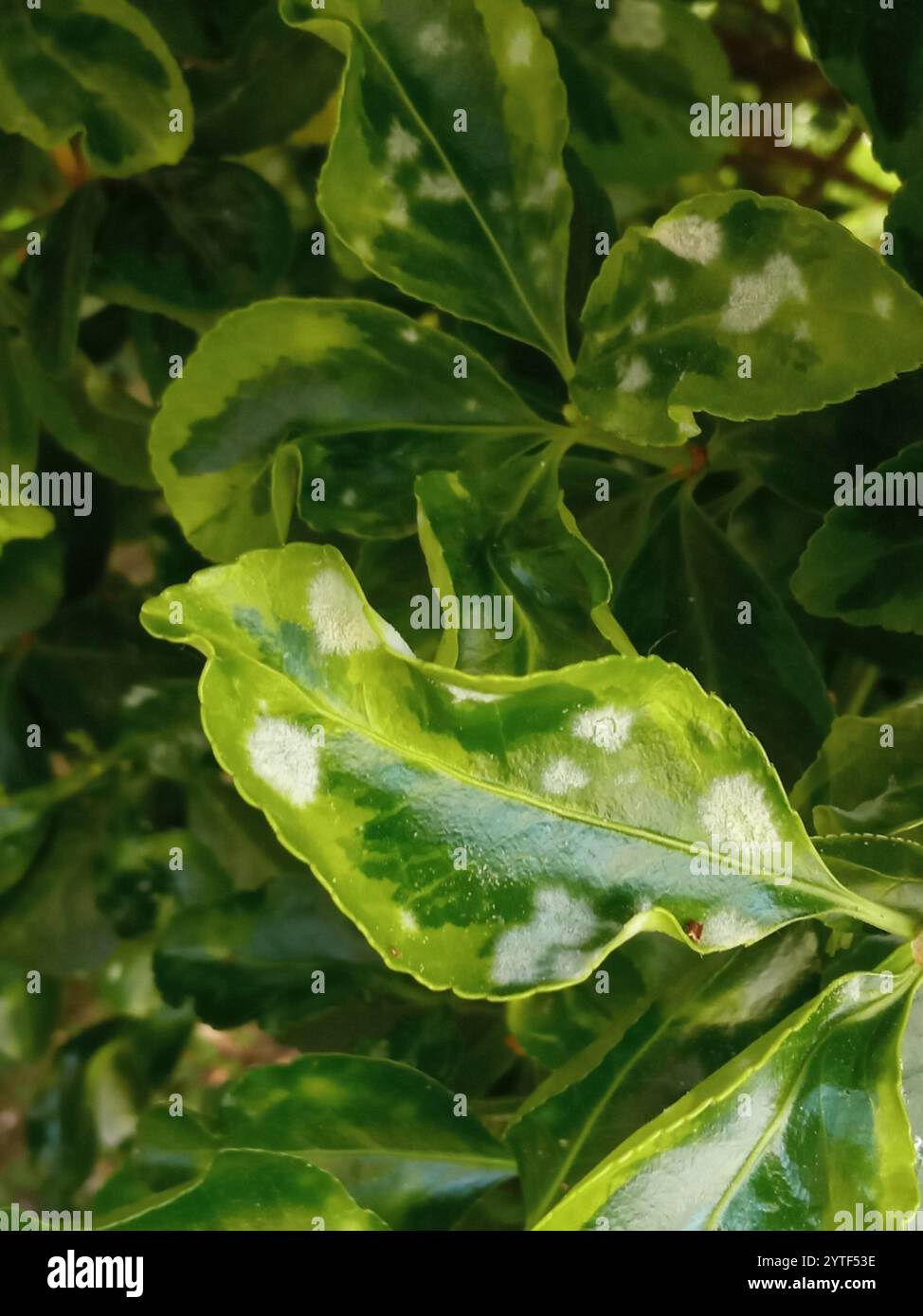 Erysiphe euonymicola hi-res stock photography and images - Alamy