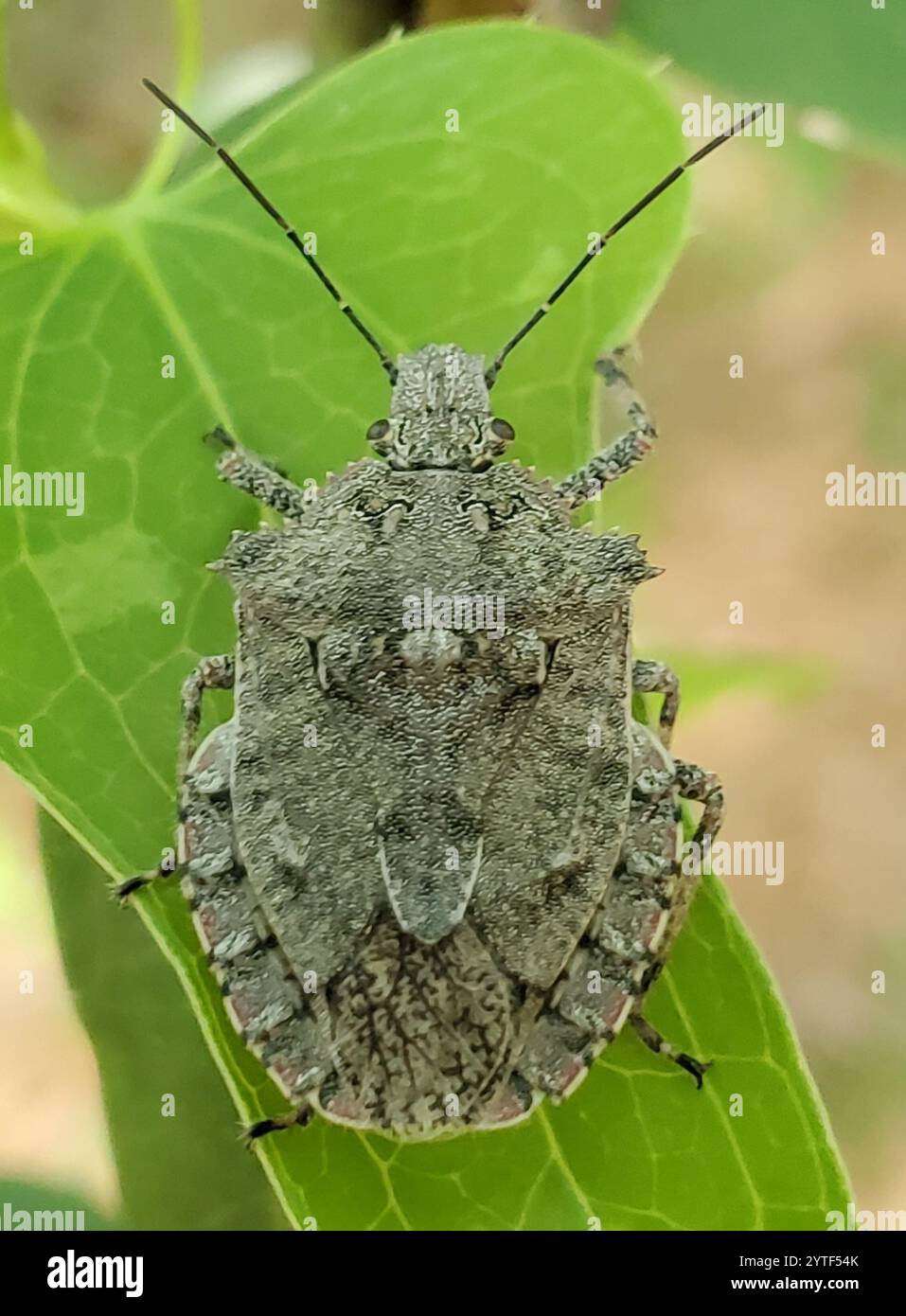 Rough Stink Bugs (Brochymena Stock Photo - Alamy