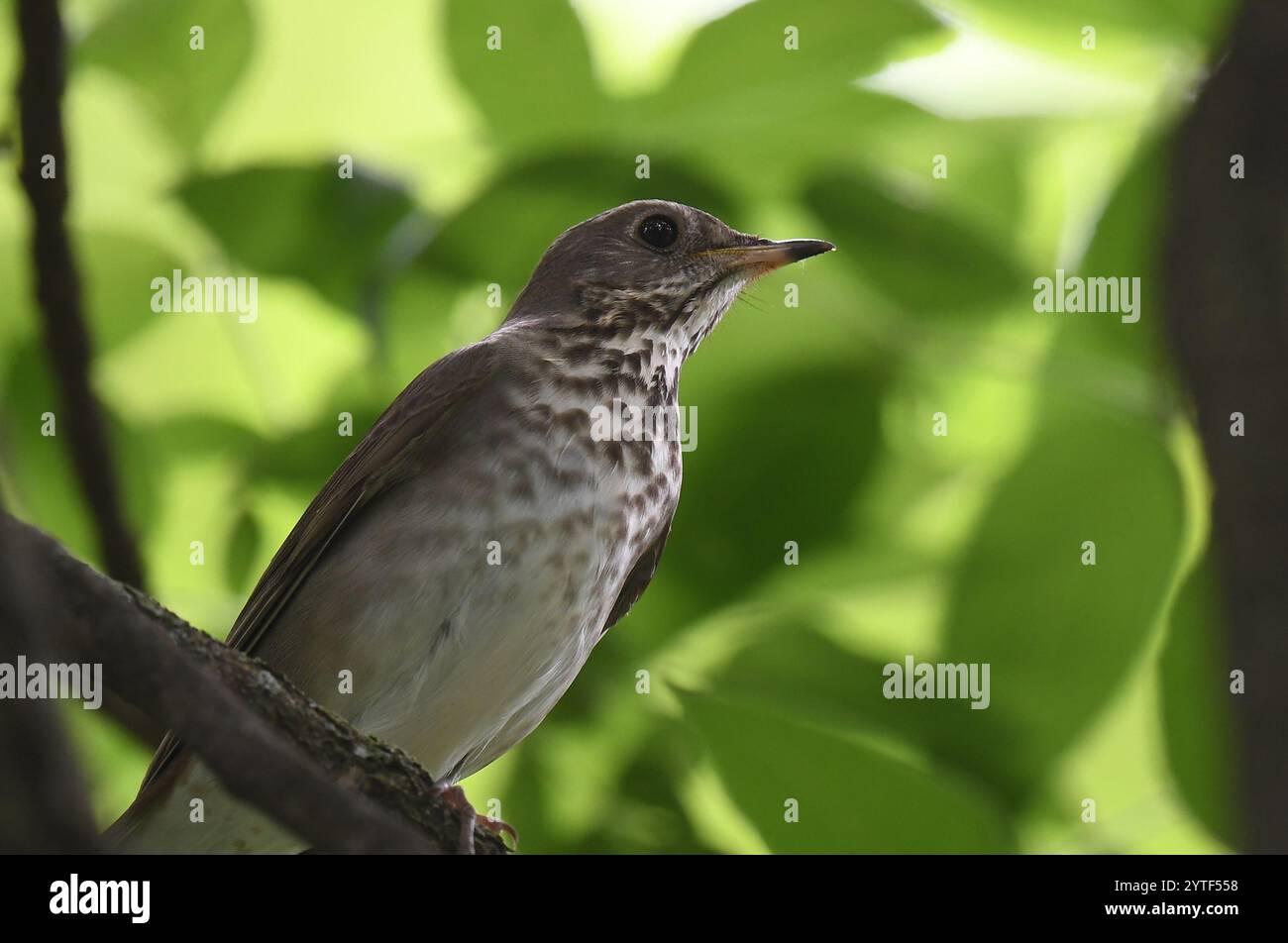 Gray-cheeked Thrush (Catharus minimus Stock Photo - Alamy