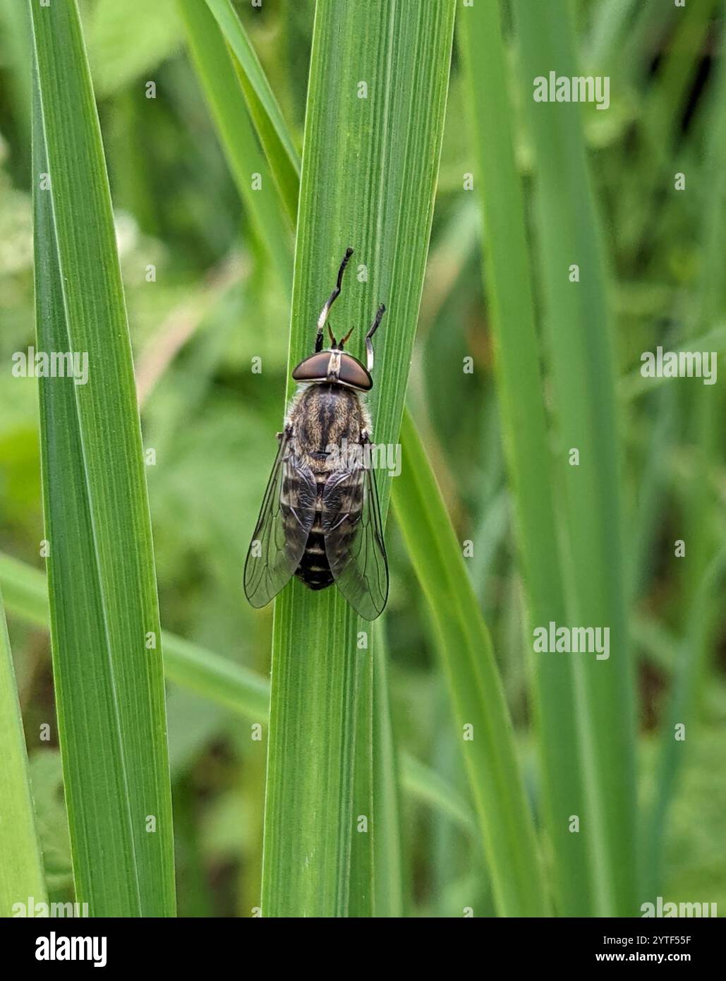 Dark Giant Horse Fly (Tabanus sudeticus Stock Photo - Alamy