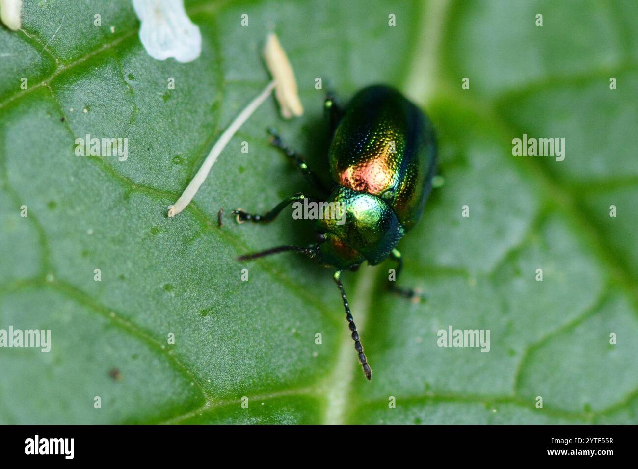Dead-nettle Leaf Beetle (Fasta fastuosa Stock Photo - Alamy