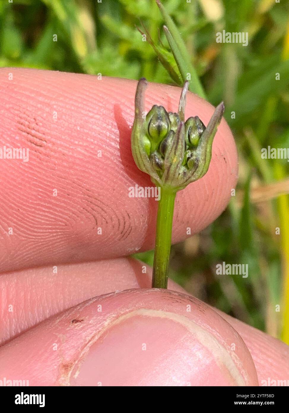 white brodiaea (Triteleia hyacinthina Stock Photo - Alamy