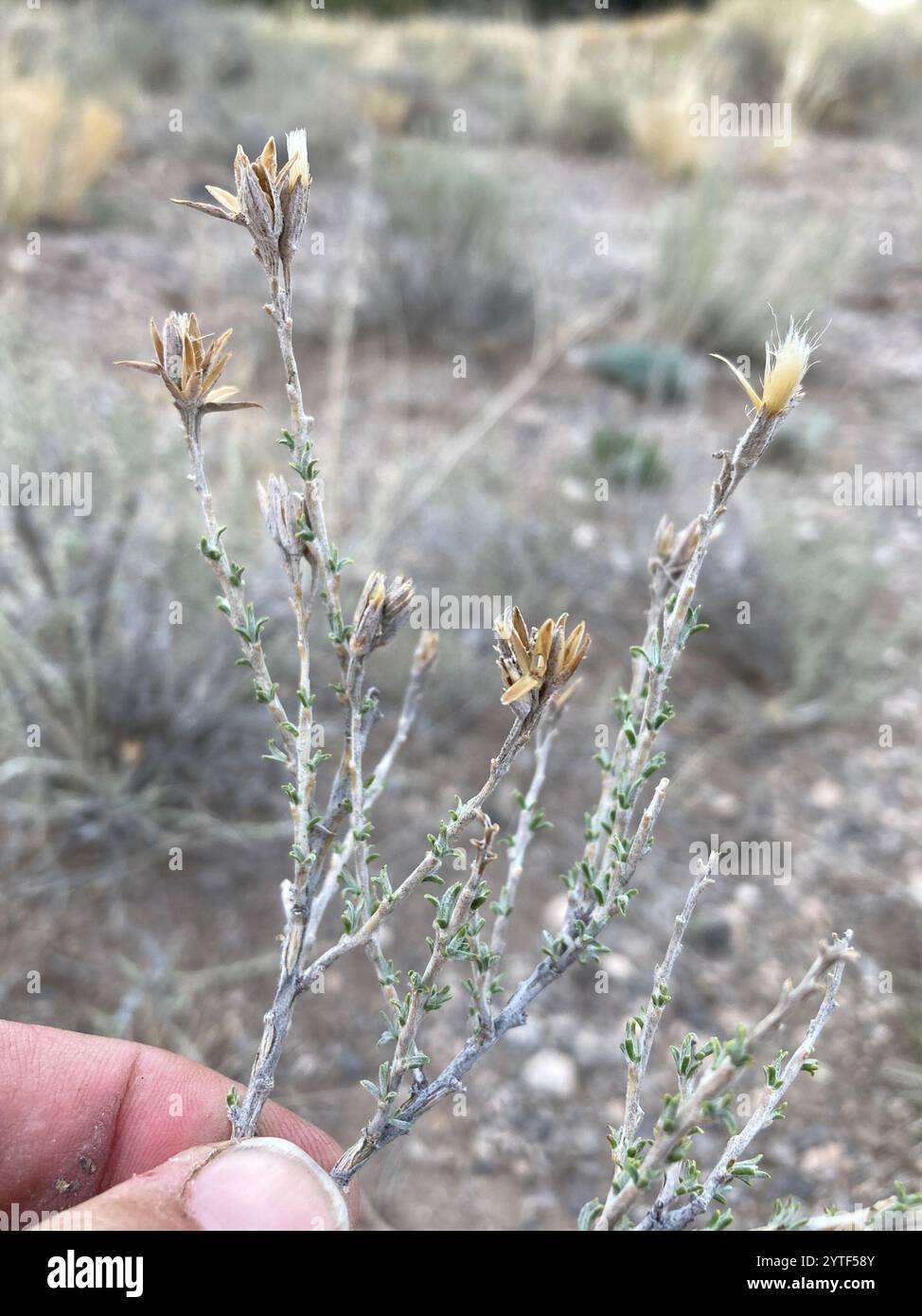 Spineless Horsebrush (Tetradymia canescens Stock Photo - Alamy