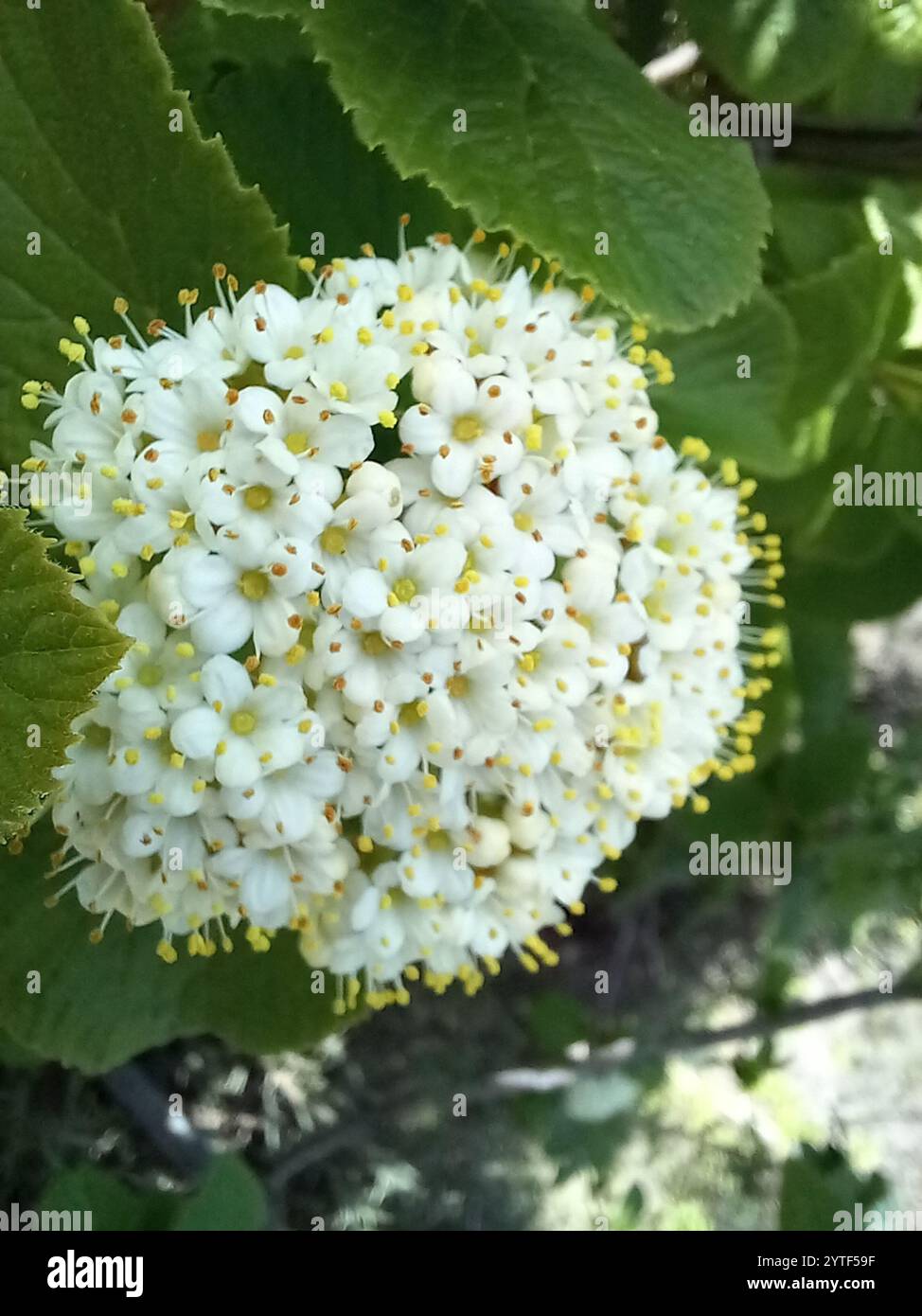 Wayfaring-tree (Viburnum lantana Stock Photo - Alamy