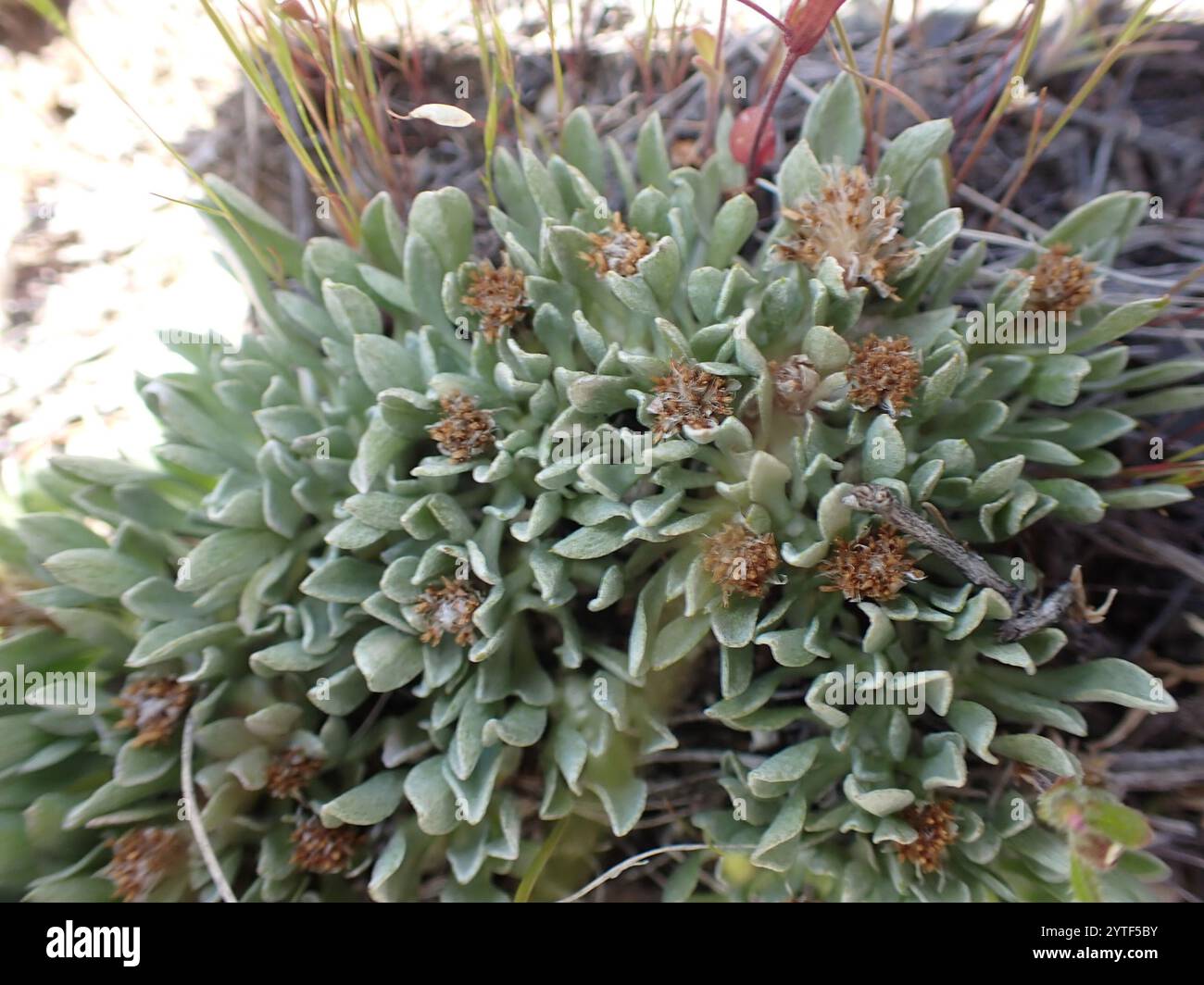 Low Pussytoes (Antennaria dimorpha Stock Photo - Alamy