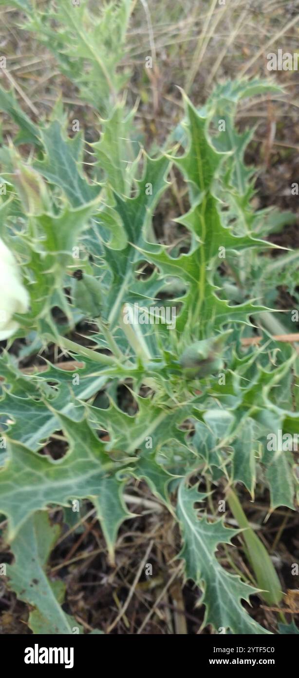 Subfusiformis hi-res stock photography and images - Alamy