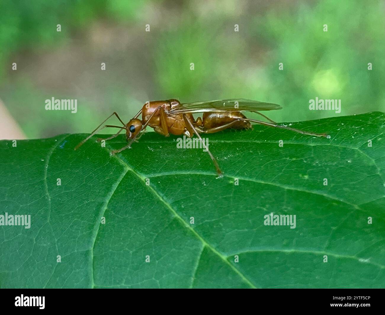 Chestnut Carpenter Ant (Camponotus castaneus Stock Photo - Alamy