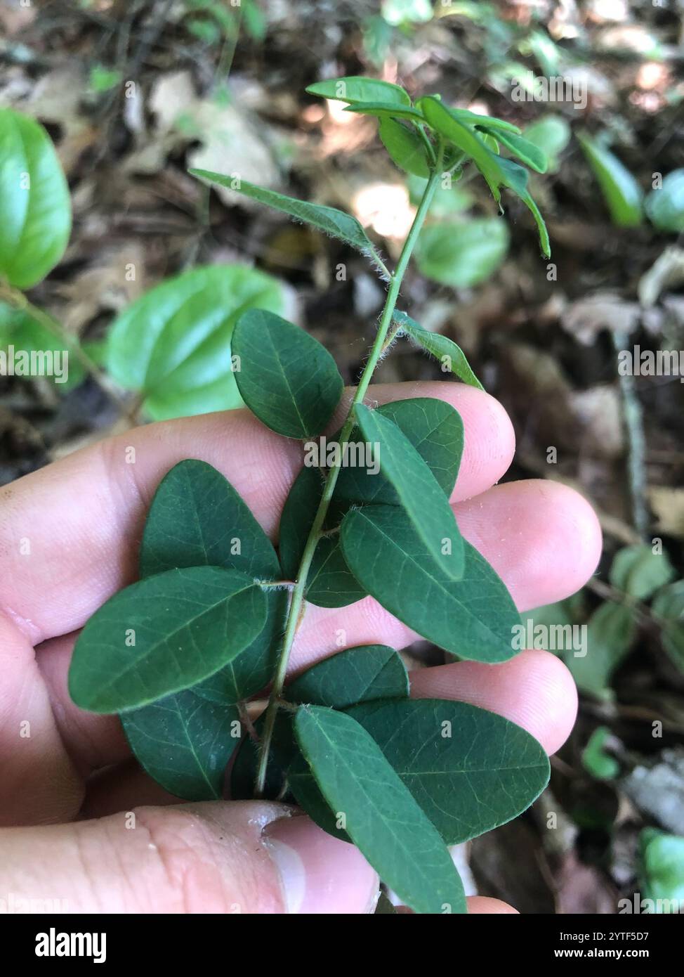 False Flowering Spurge (Euphorbia pubentissima Stock Photo - Alamy