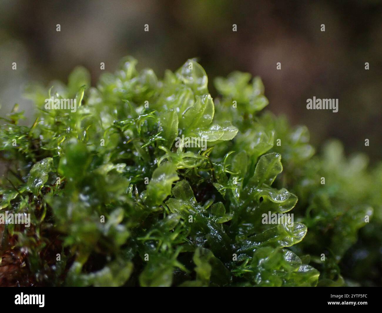 Rock Veilwort (Metzgeria conjugata Stock Photo - Alamy