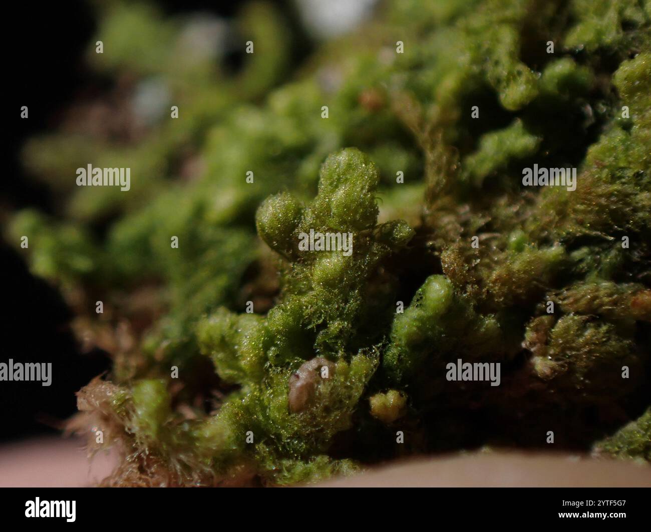 Tree Fringewort (Ptilidium pulcherrimum Stock Photo - Alamy