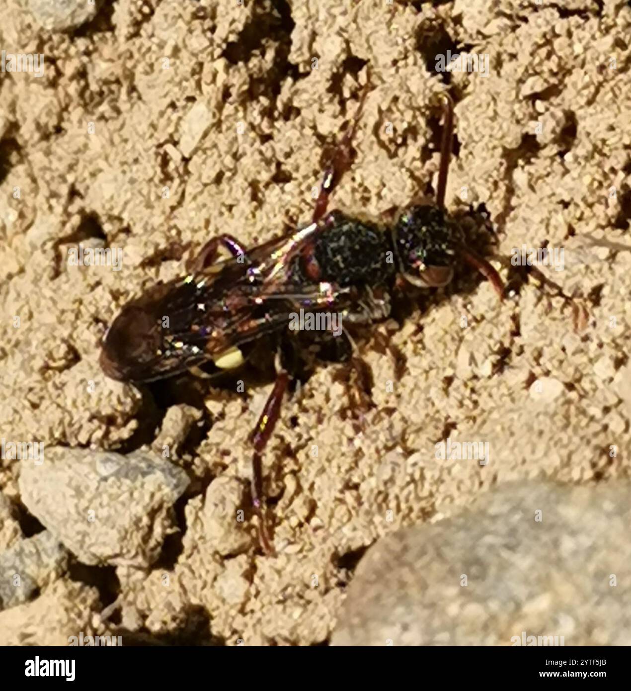 Nomad Bees (Nomada Stock Photo - Alamy