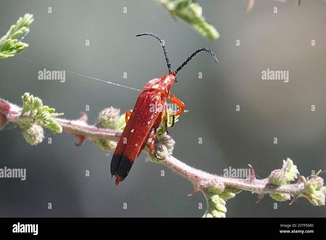 Bloody net-winged beetle (Lycus sanguineus Stock Photo - Alamy