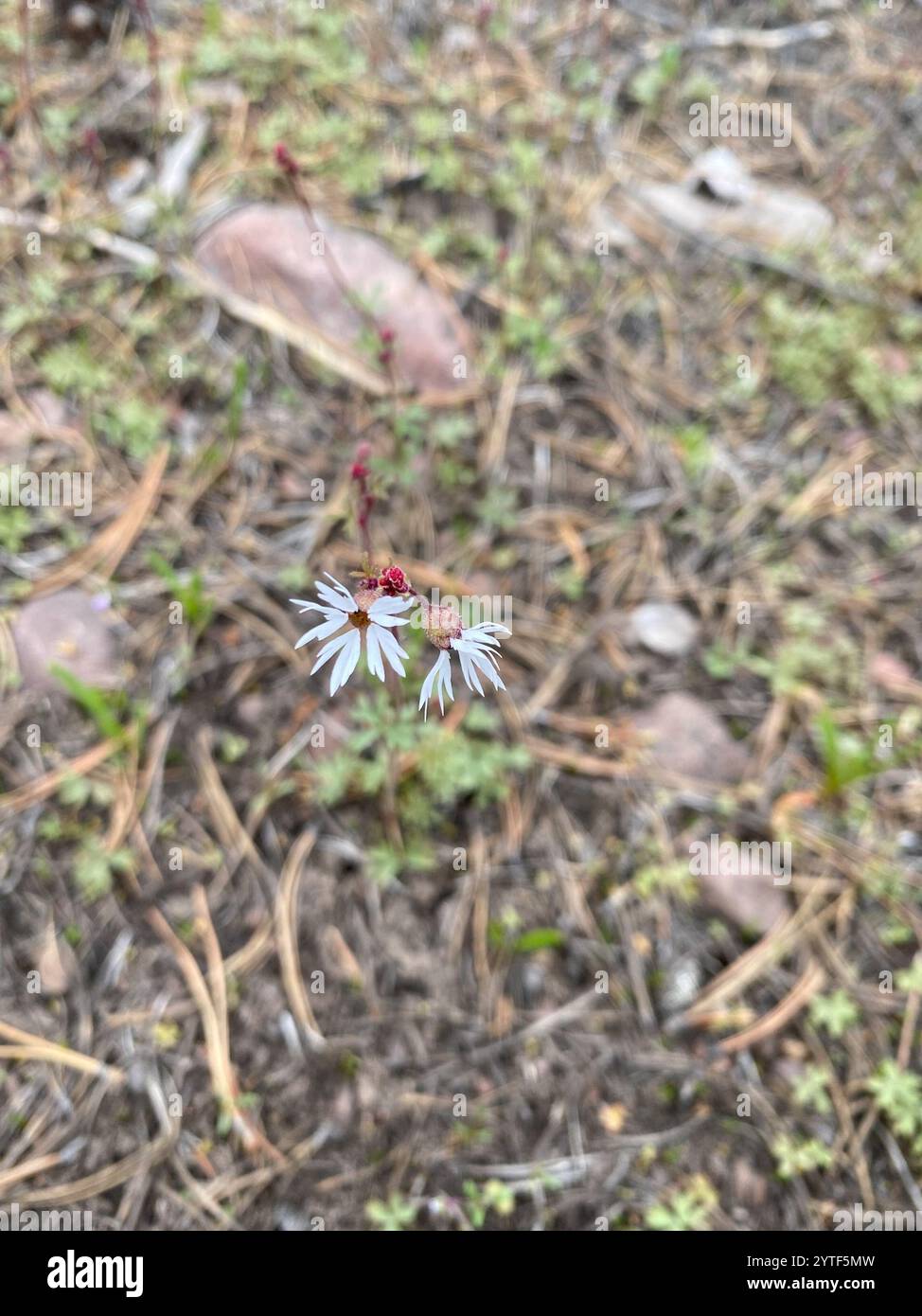 Bulbous woodland star (Lithophragma glabrum Stock Photo - Alamy