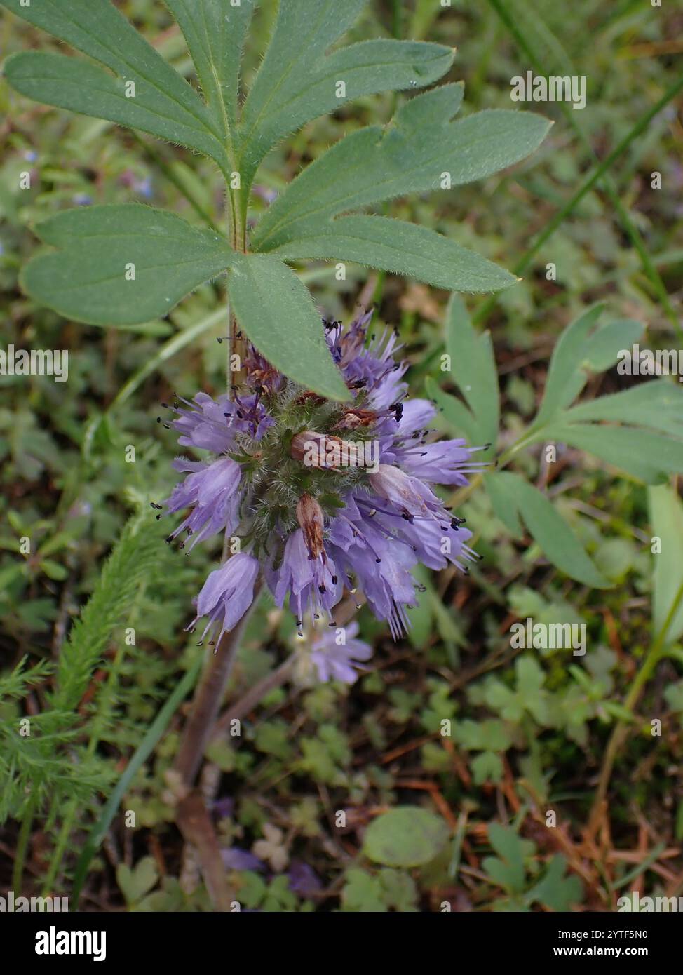 ballhead waterleaf (Hydrophyllum capitatum Stock Photo - Alamy