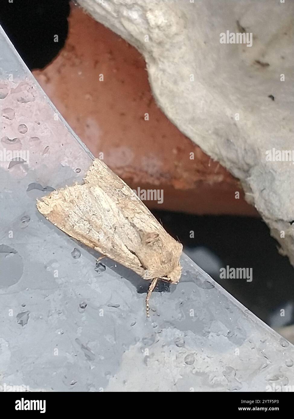 Sordens hi-res stock photography and images - Alamy