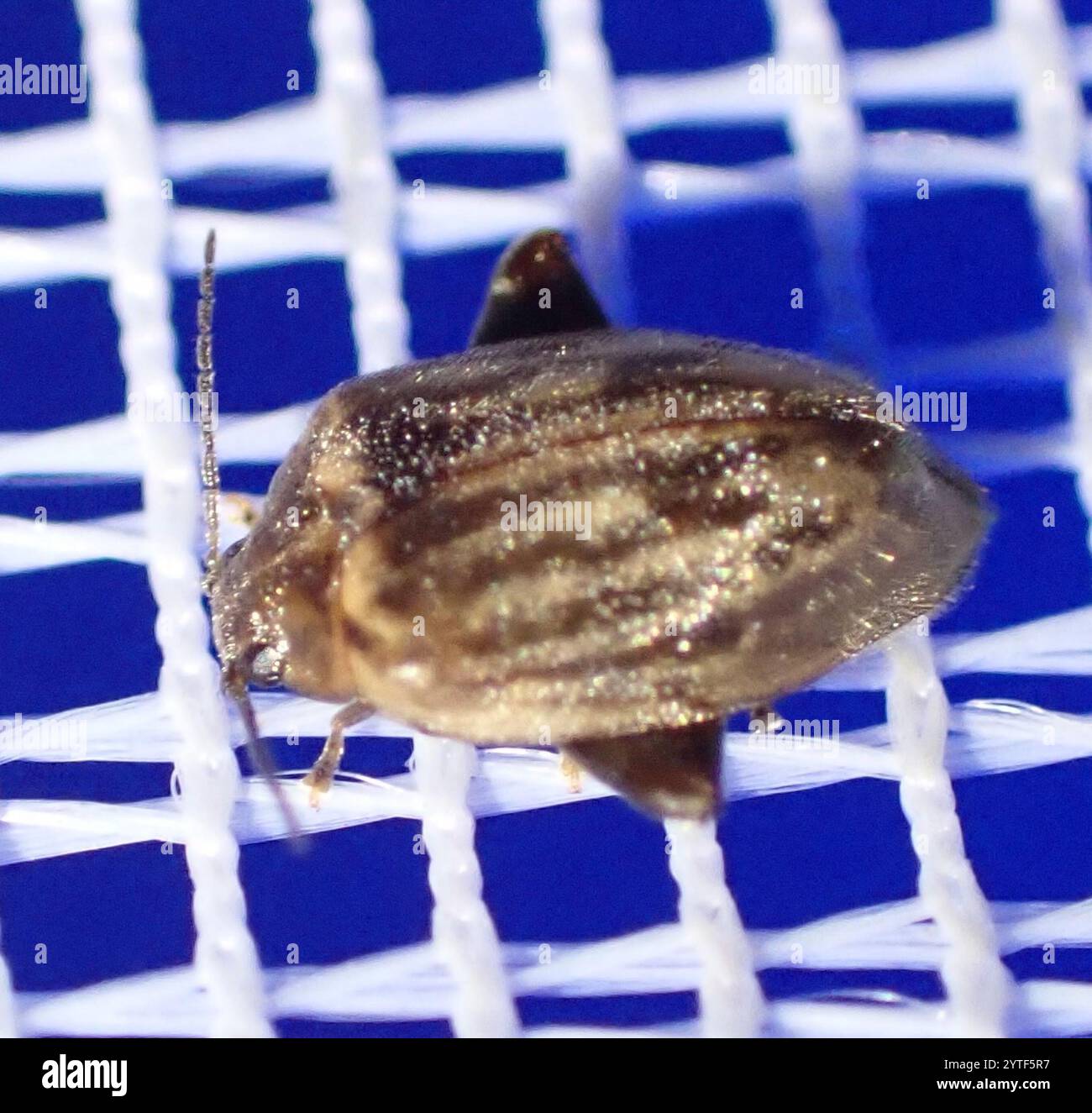 Scirtidae hi-res stock photography and images - Alamy