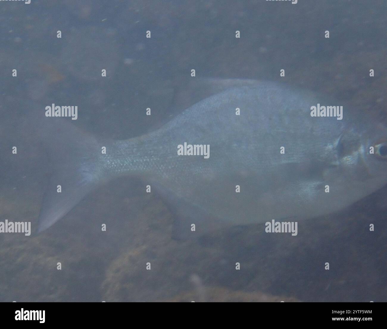 Stone Bream (Neoscorpis lithophilus Stock Photo - Alamy