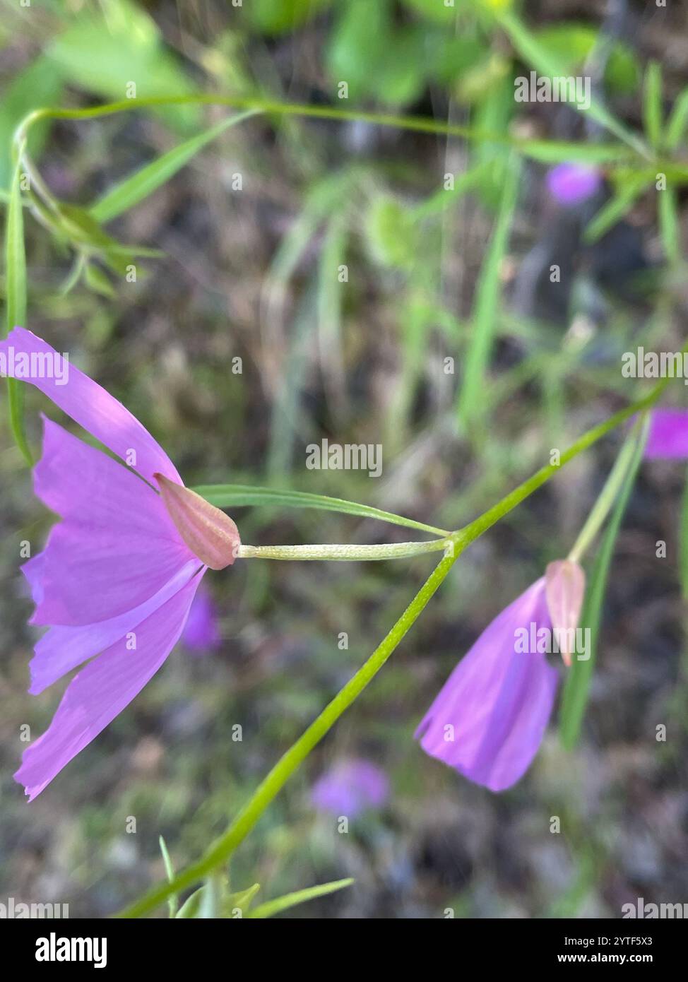 Clarkia biloba hi-res stock photography and images - Alamy