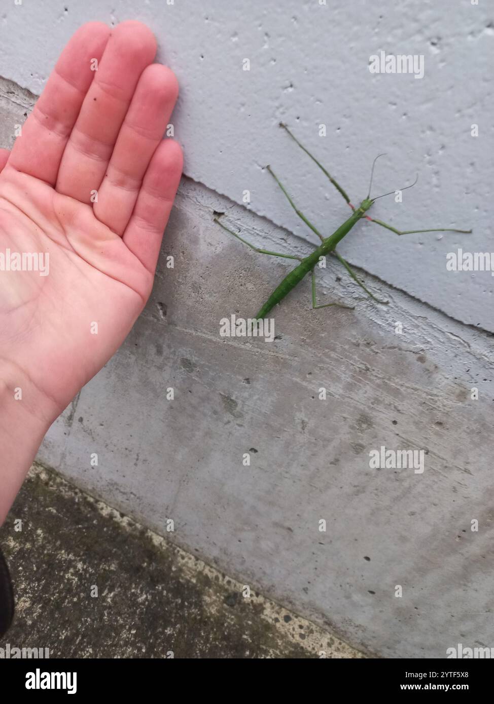 Acanthoxyla inermis hi-res stock photography and images - Alamy