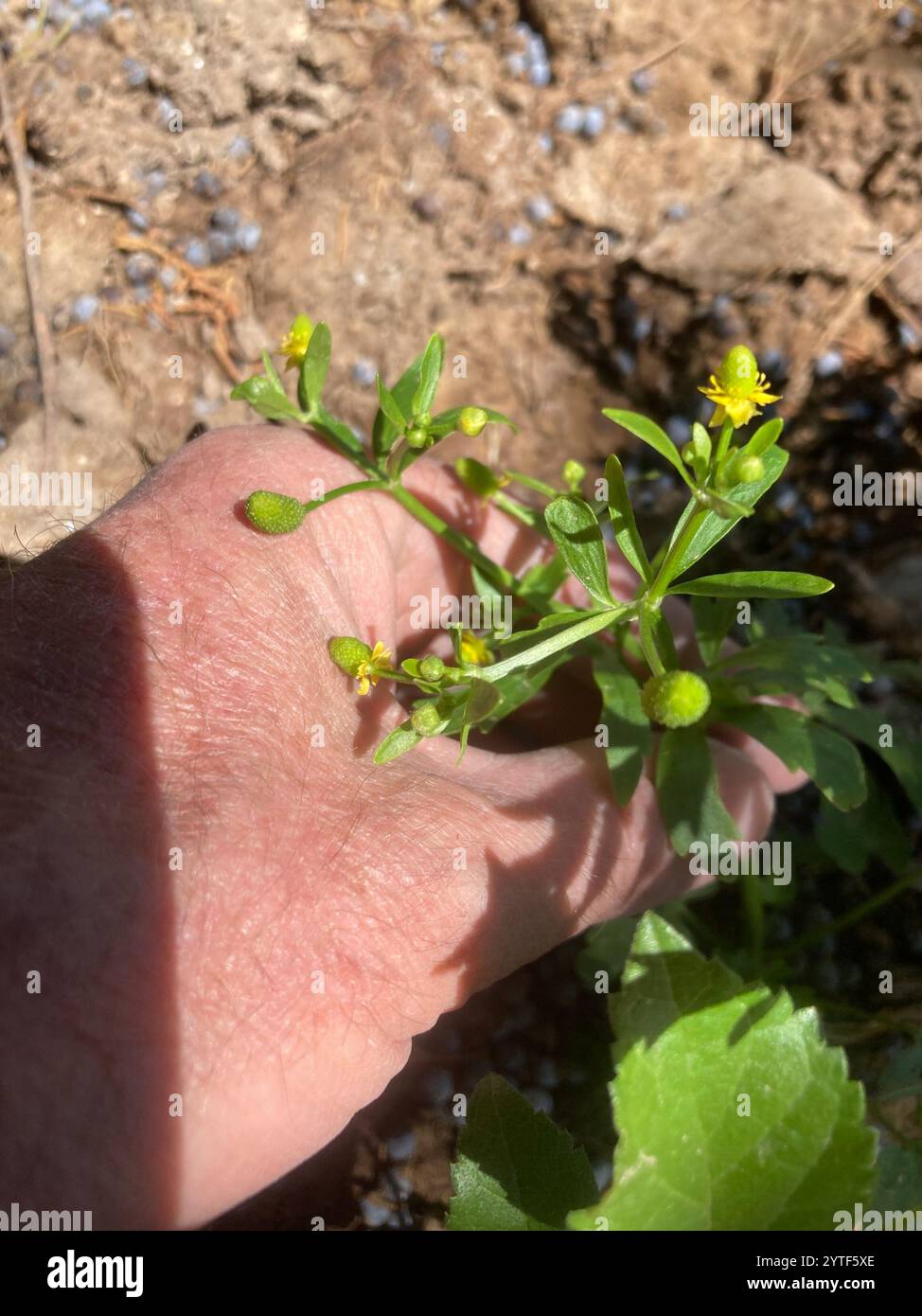 cursed crowfoot (Ranunculus sceleratus Stock Photo - Alamy
