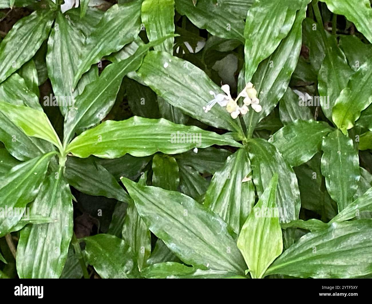Yabumyoga (Pollia japonica Stock Photo - Alamy