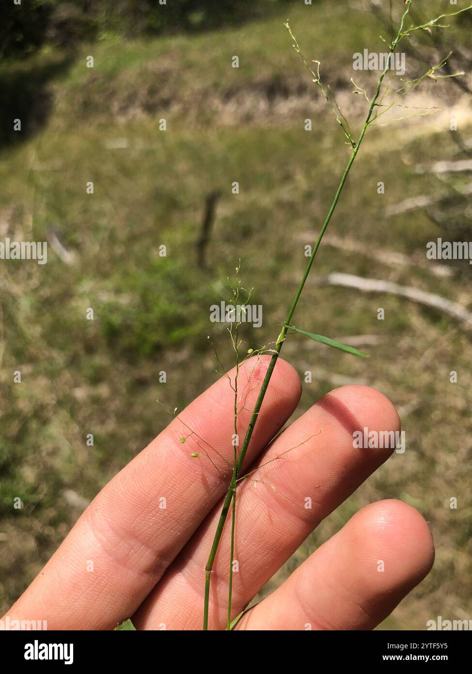 Small-fruited Panicgrass (Dichanthelium dichotomum dichotomum Stock ...