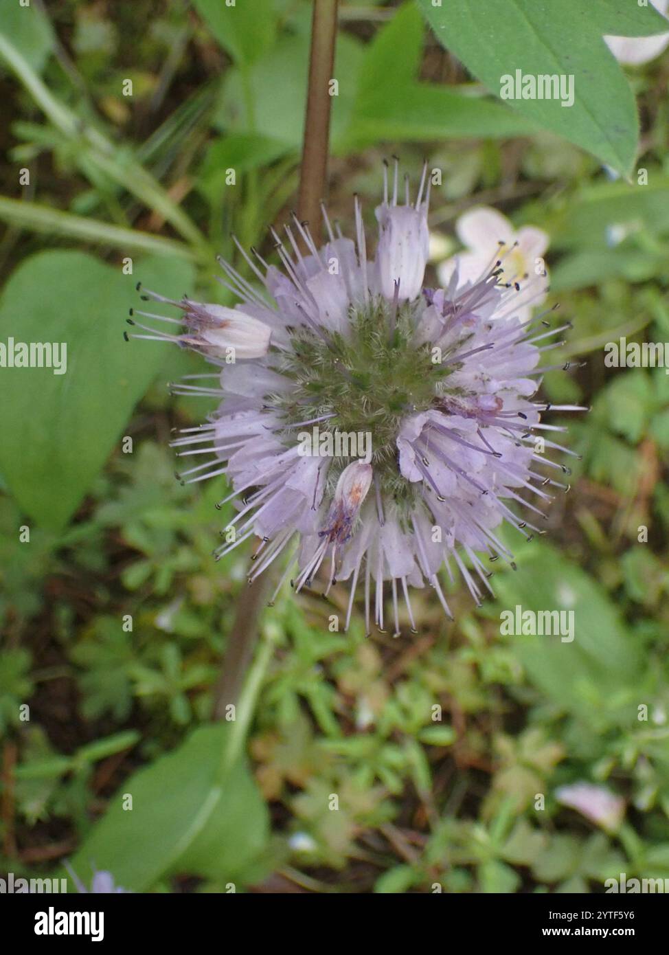 ballhead waterleaf (Hydrophyllum capitatum Stock Photo - Alamy