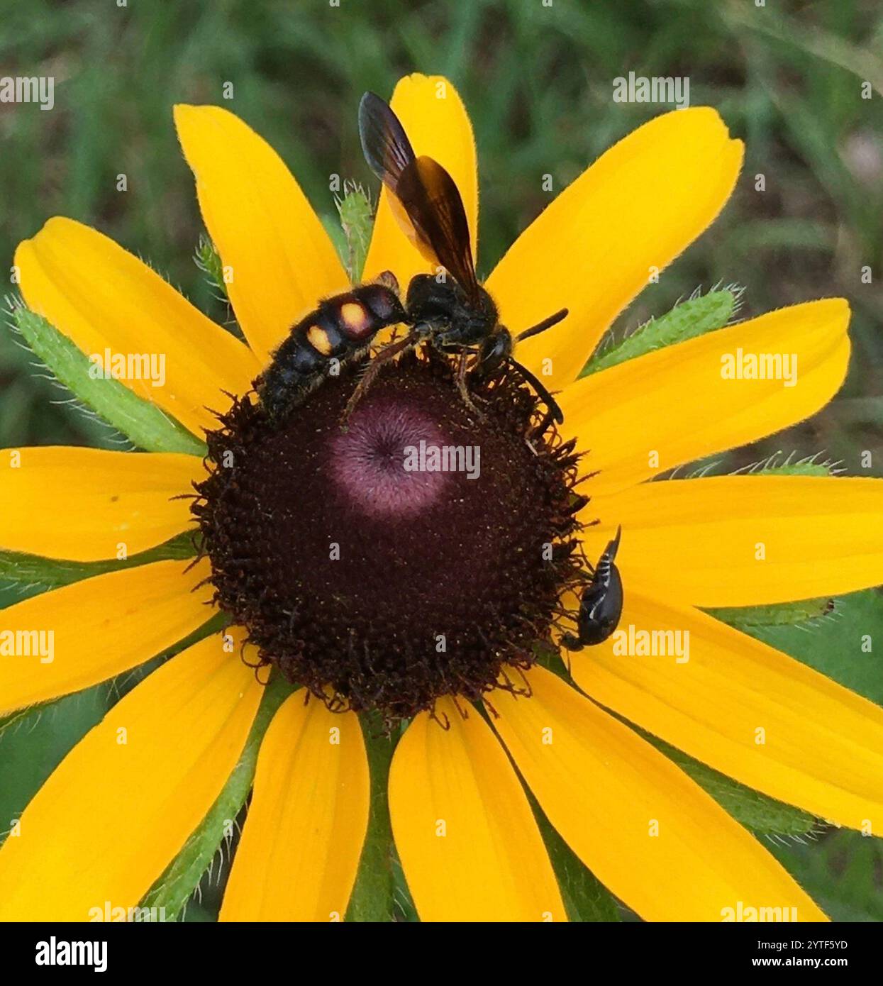Noble scoliid wasp hi-res stock photography and images - Alamy
