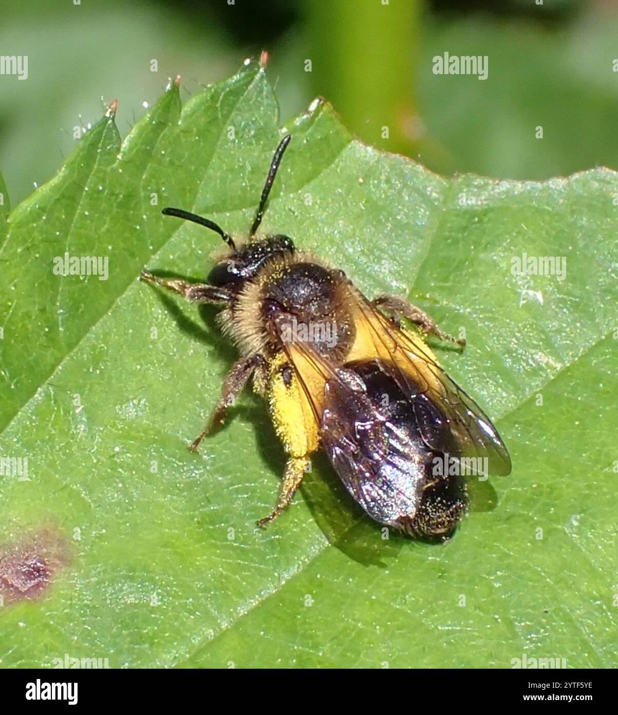 Mining Bees (Andrena Stock Photo - Alamy