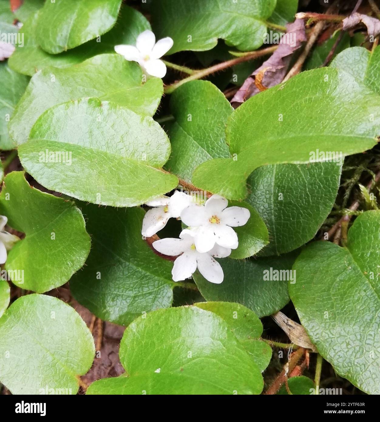 Epigaea repens hi-res stock photography and images - Alamy