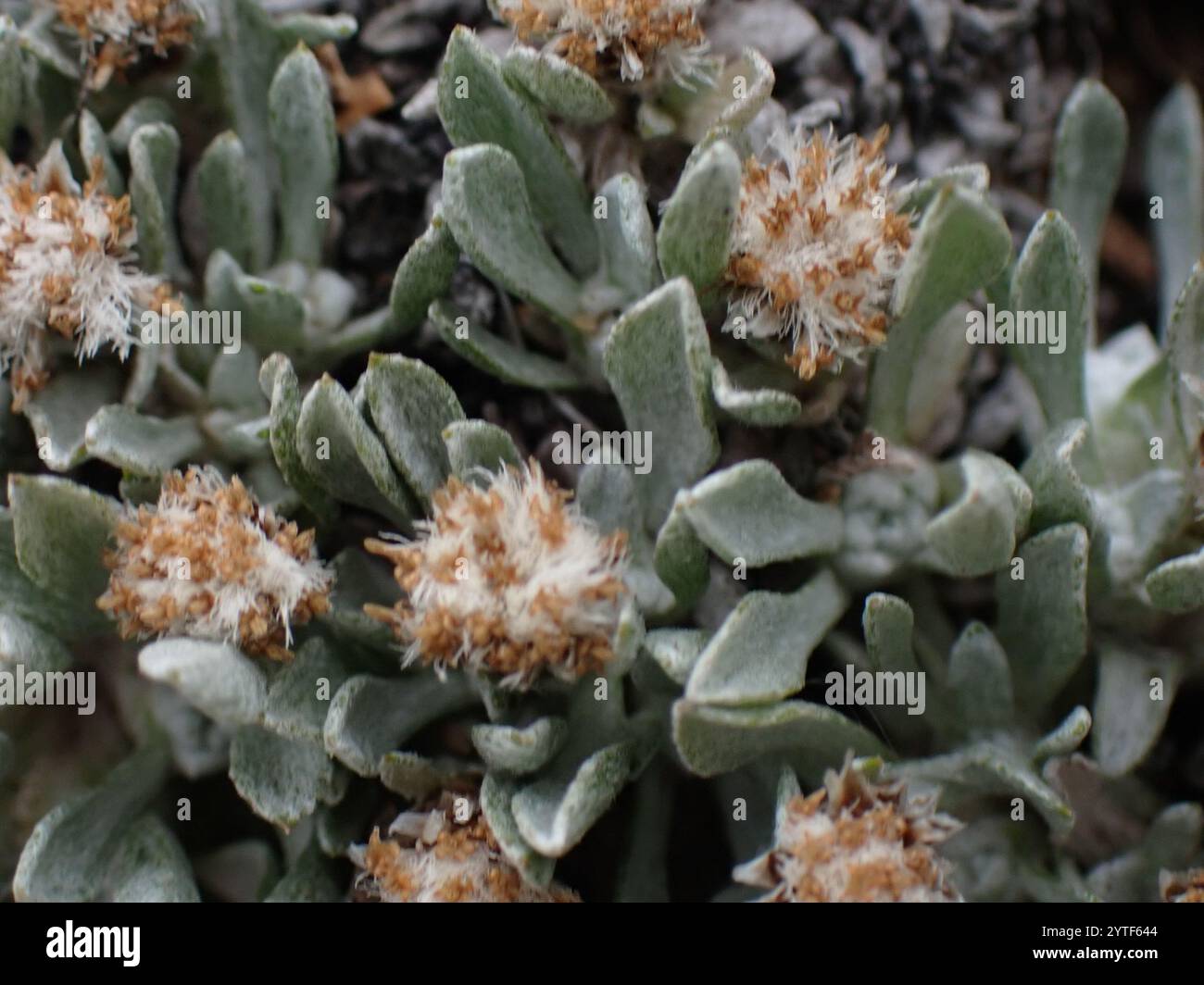 Low Pussytoes (Antennaria dimorpha Stock Photo - Alamy