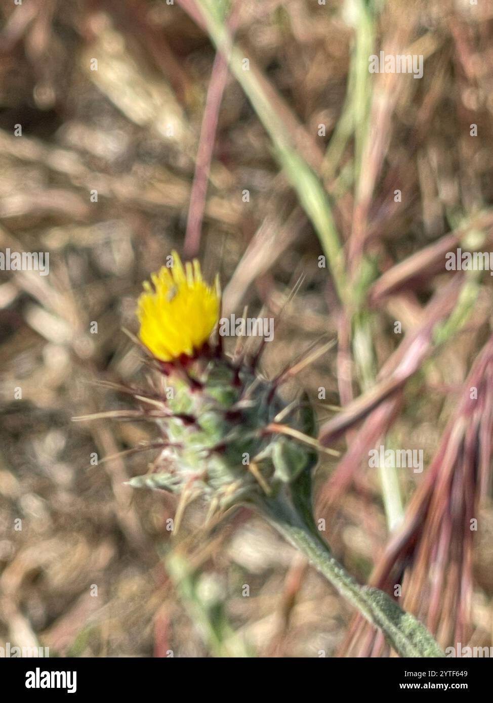 Maltese star-thistle (Centaurea melitensis Stock Photo - Alamy