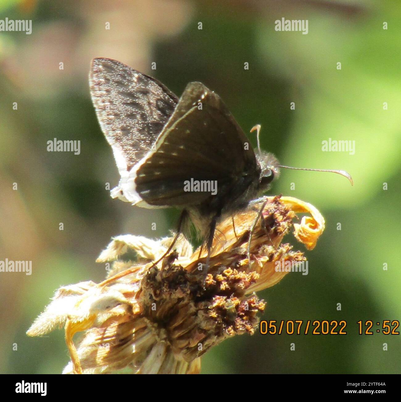 Funereal Duskywing (Erynnis funeralis Stock Photo - Alamy