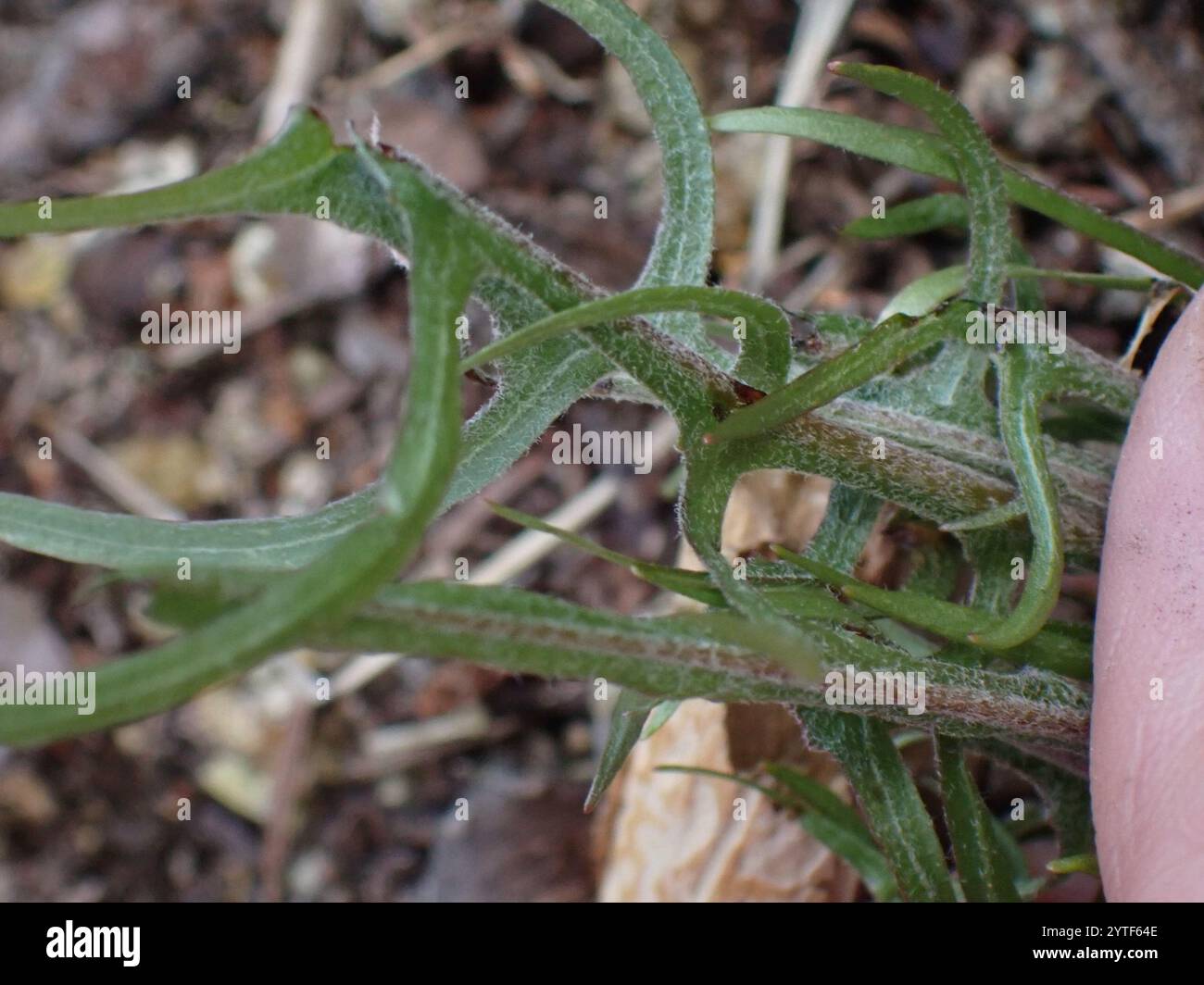 Slender Hawksbeard (Crepis atribarba Stock Photo - Alamy