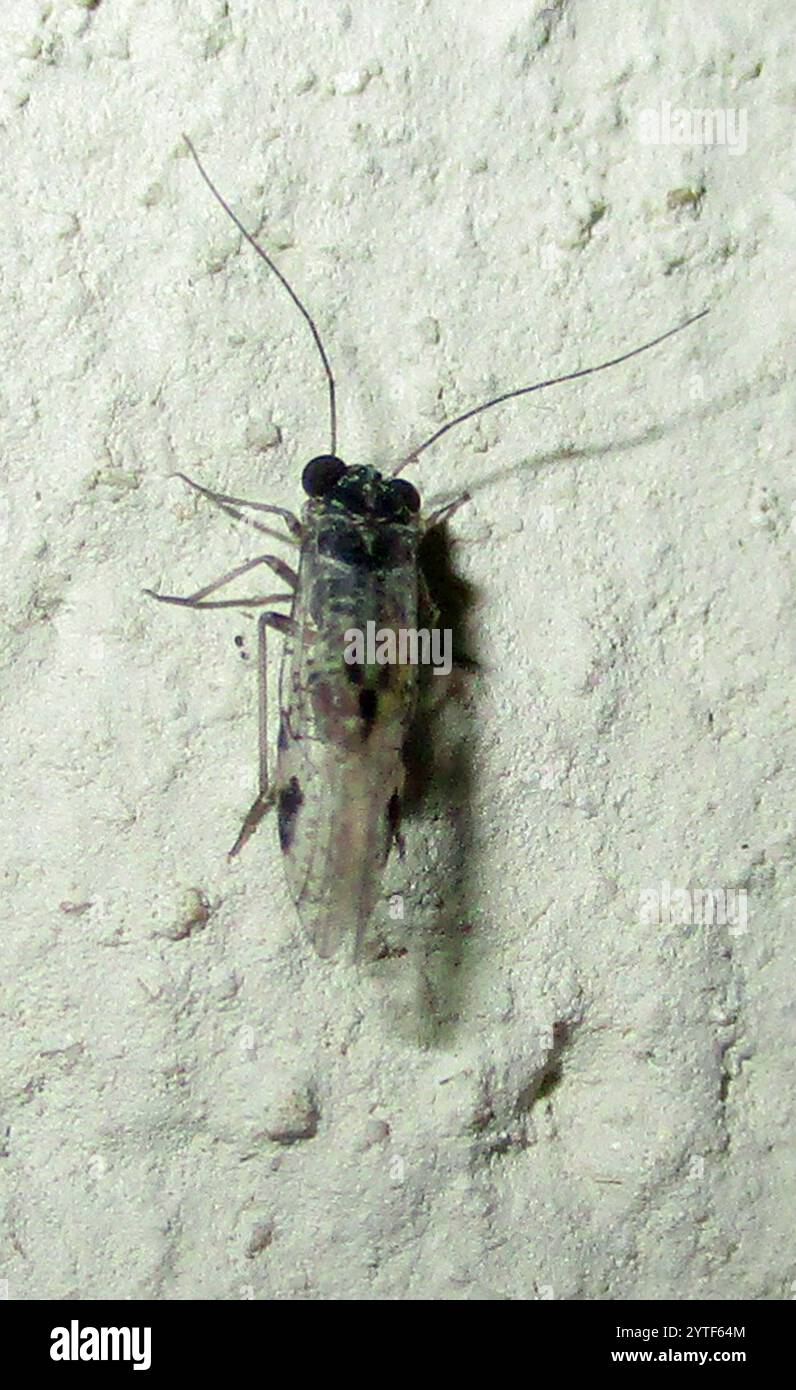 Common Barklice (Psocidae Stock Photo - Alamy