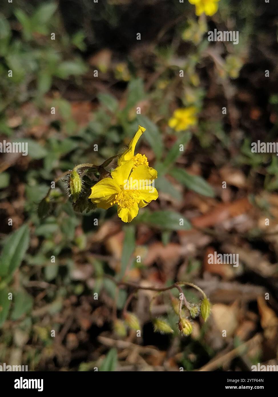 dwarf rock-roses (Helianthemum Stock Photo - Alamy