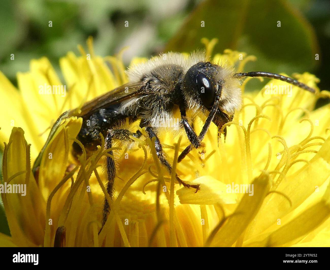 Mining Bees (Andrena Stock Photo - Alamy
