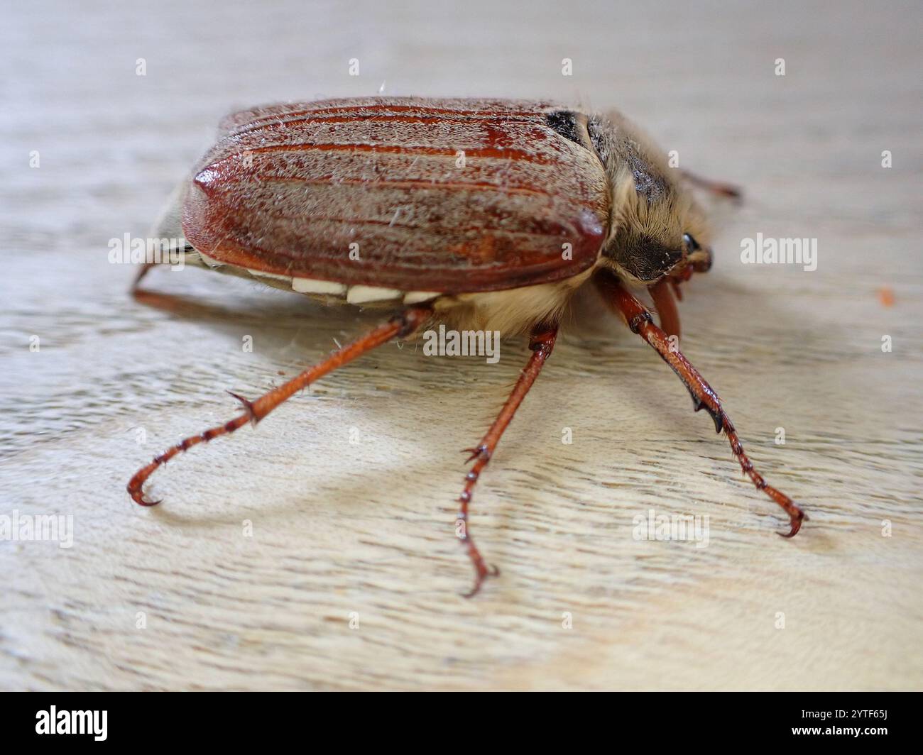 Common Cockchafer (Melolontha melolontha Stock Photo - Alamy